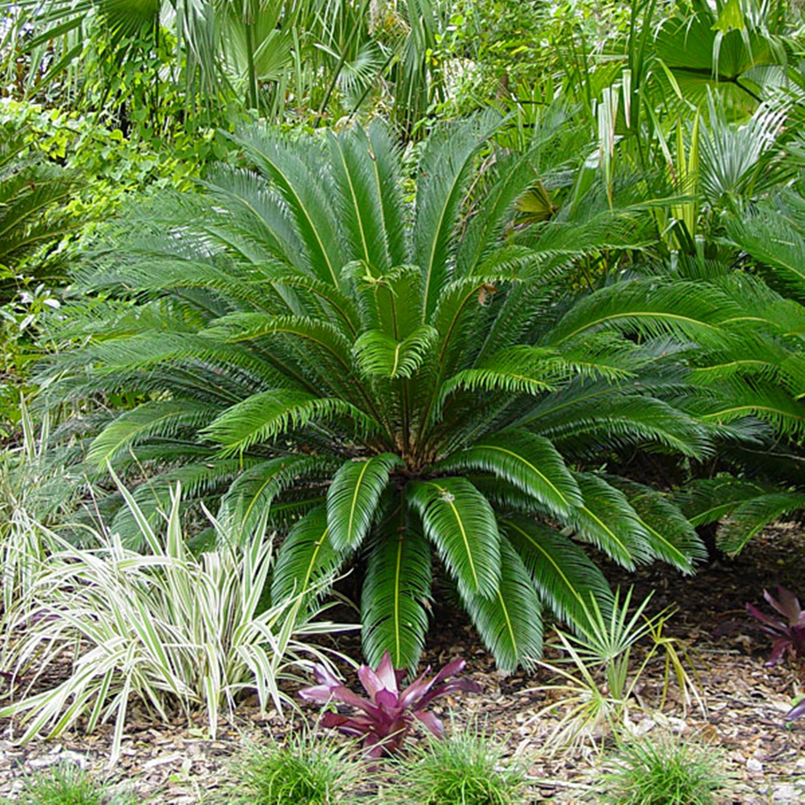 Sago Palm Tree Planting-Fast growth-Beautiful Garden Decoration-Simple ...