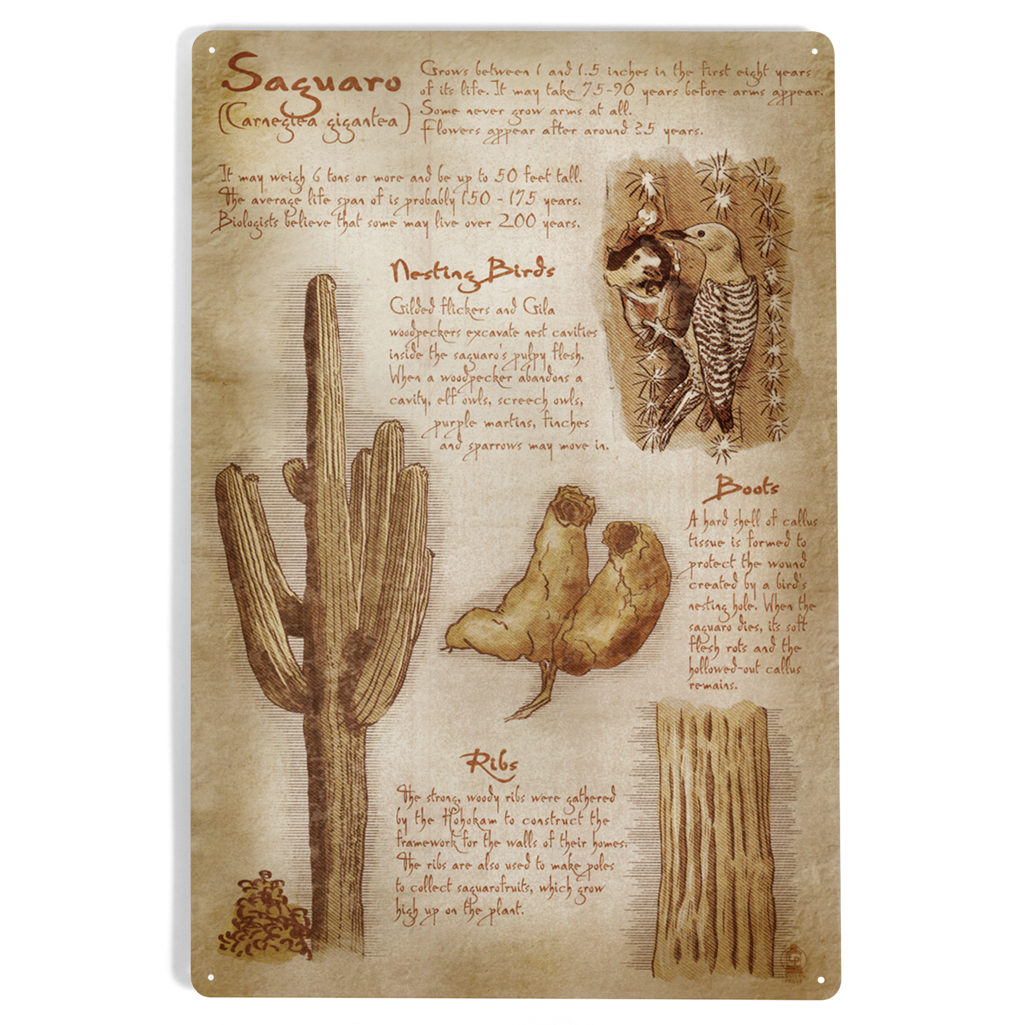 Saguaro Cactus, Da Vinci Style (12x18 Aluminum Art, Indoor Outdoor ...
