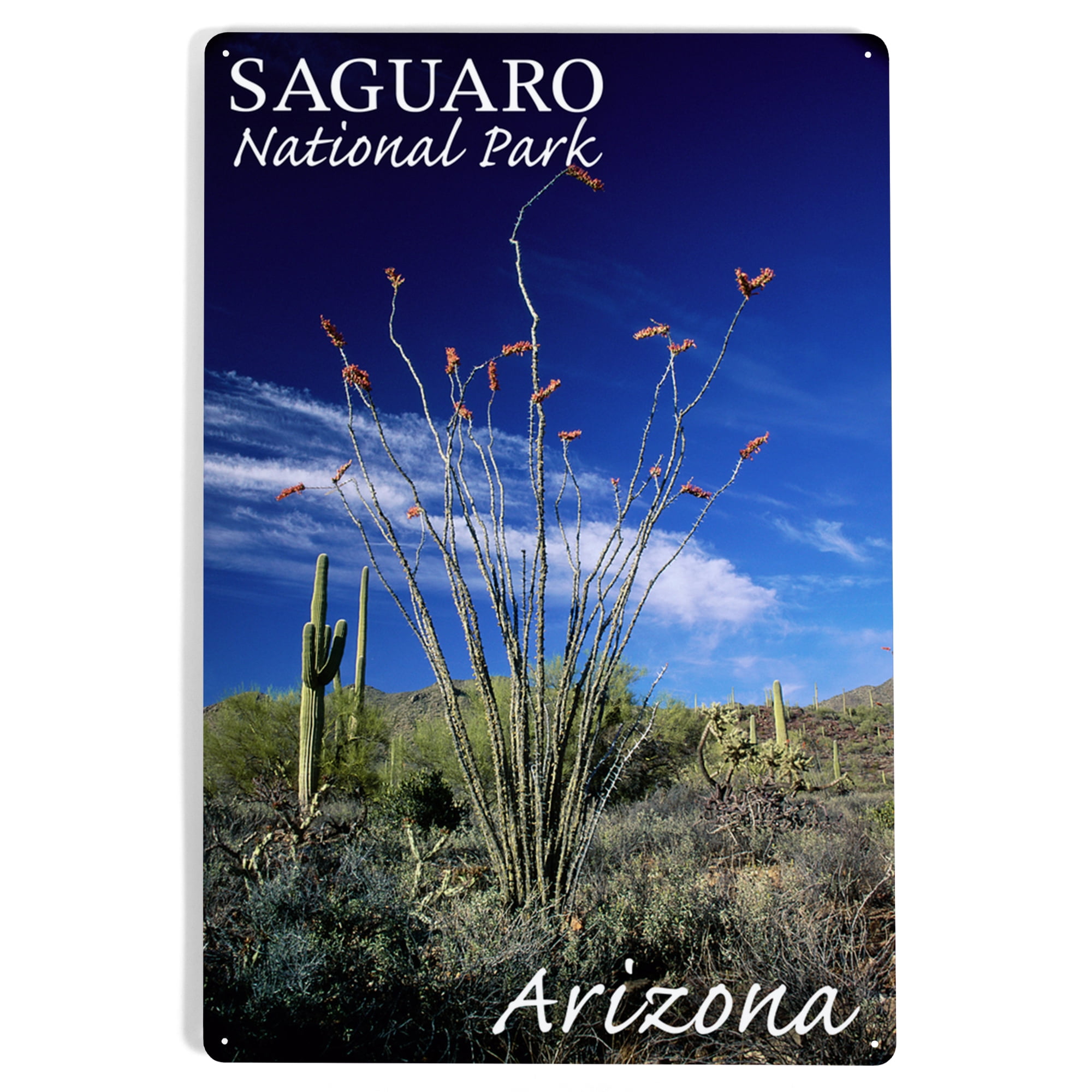 Saguaro National Park, Arizona, Cactus and Plants (12x18 Aluminum Art ...