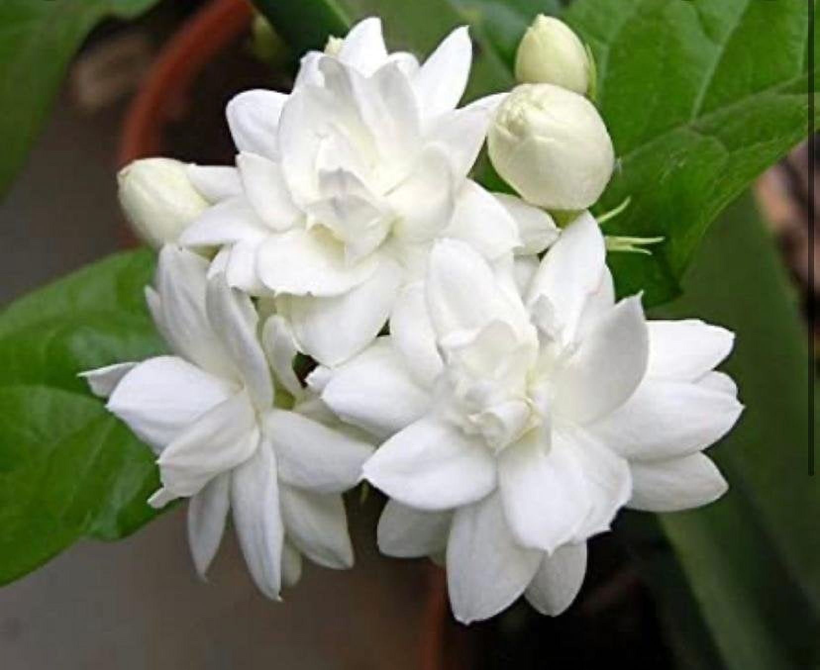 Sai Gardens of Plano Jazmín Mysore Malli Live Plants - Walmart.com