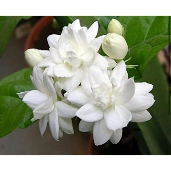 Indoor Jasmine Plants