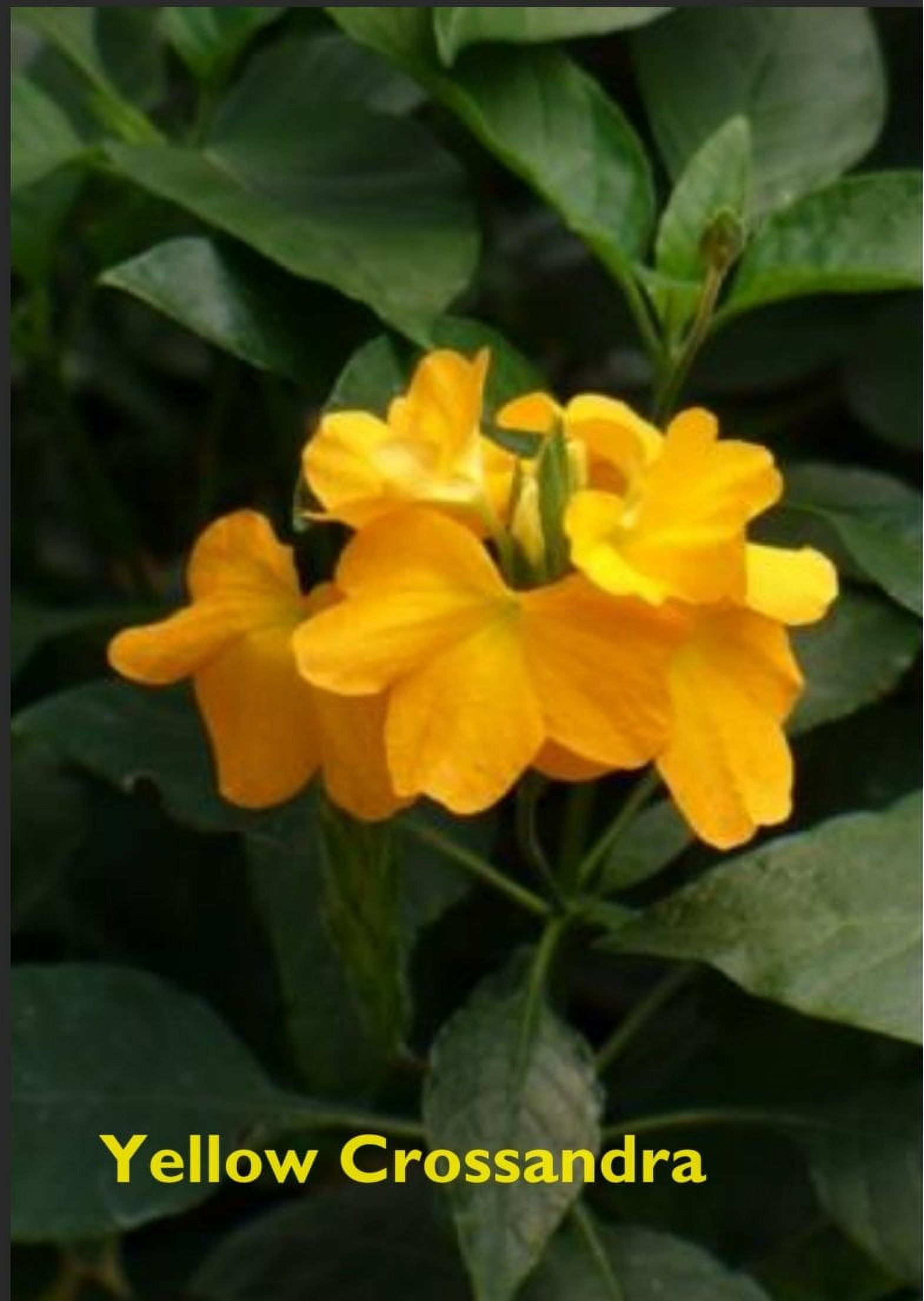 Sai Gardens of Plano Yellow Crossandra Live Plants - Walmart.com