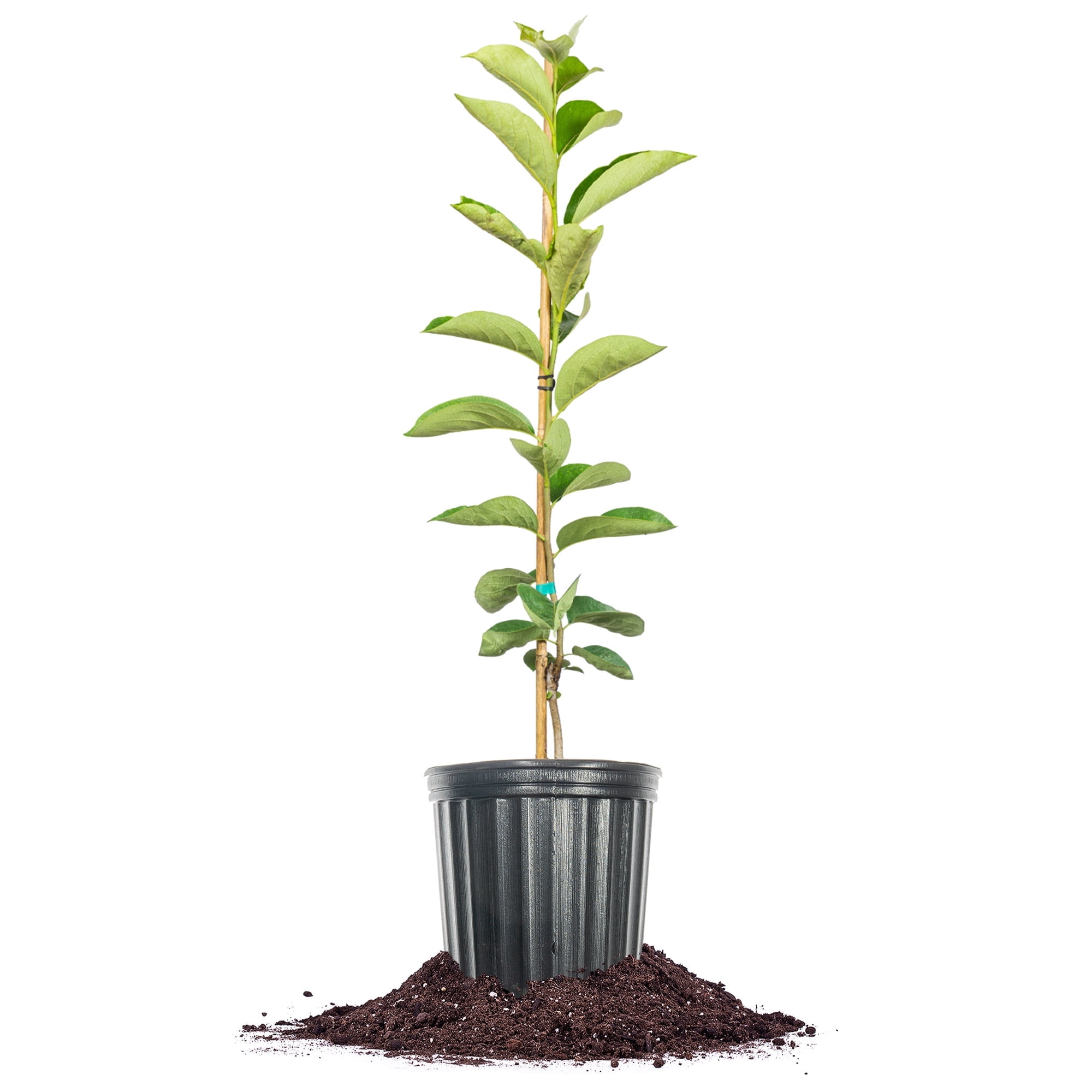 PERFECT PLANTS, Saijo Persimmon Tree, no code, 15-25 ft size - Walmart.com