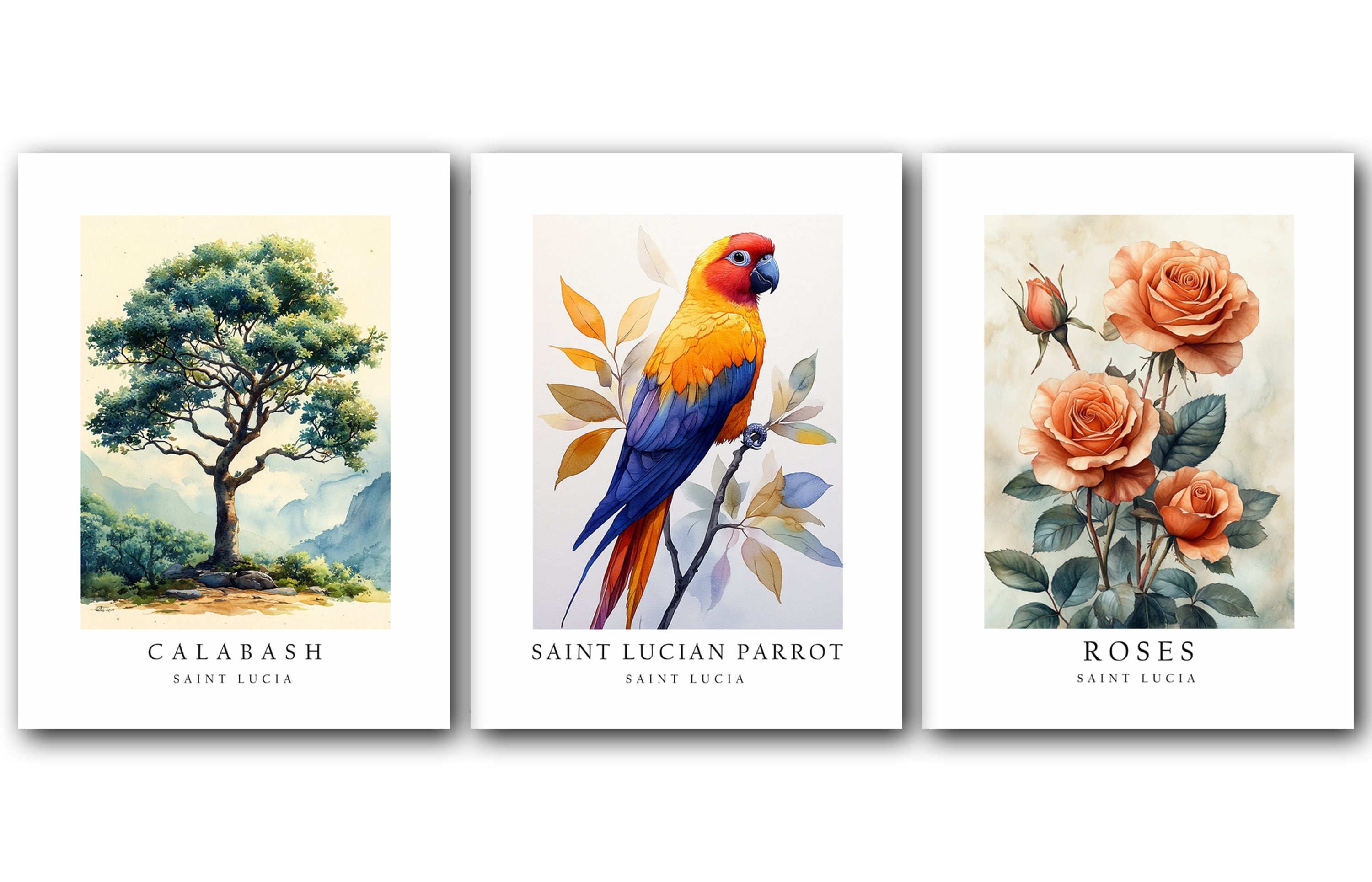 Saint Lucia National Symbols, The Saint Lucian Parrot, Roses Flower ...
