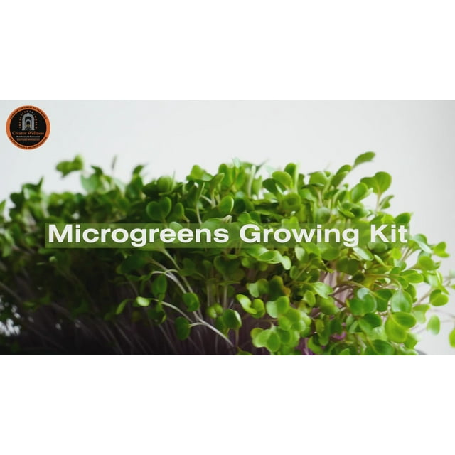 Salad Mix Microgreens Growing Kit by Creator Wellness, Perfect for ...