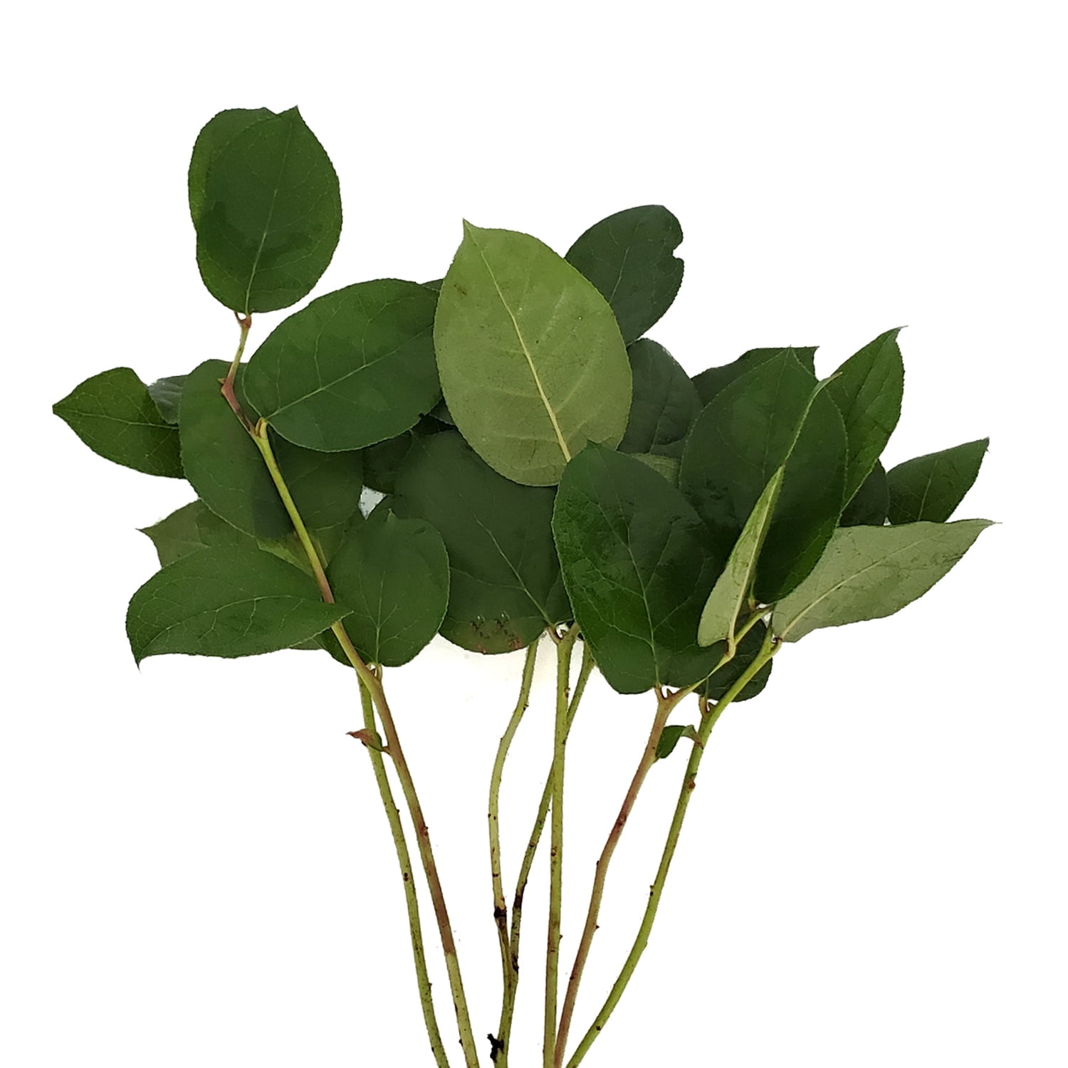 Salal Tips - Fresh Cut - 160 Stems - Walmart.com