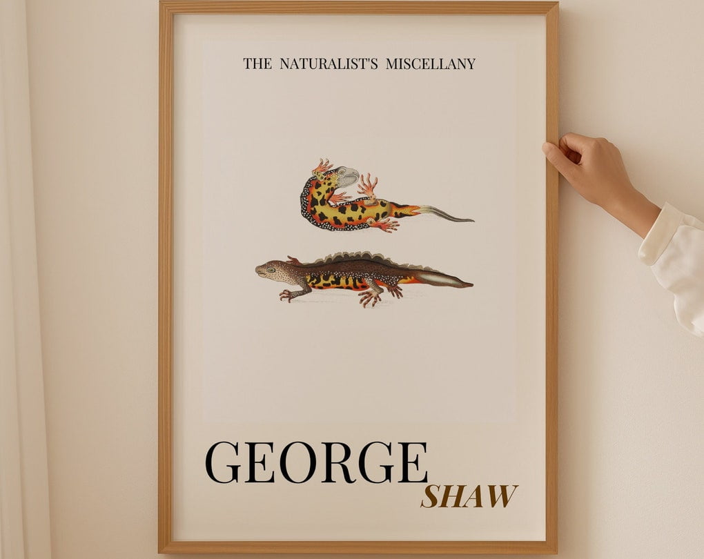 Salamander Art Print, Amphibian Wall Art, Preschool Learning Posters ...