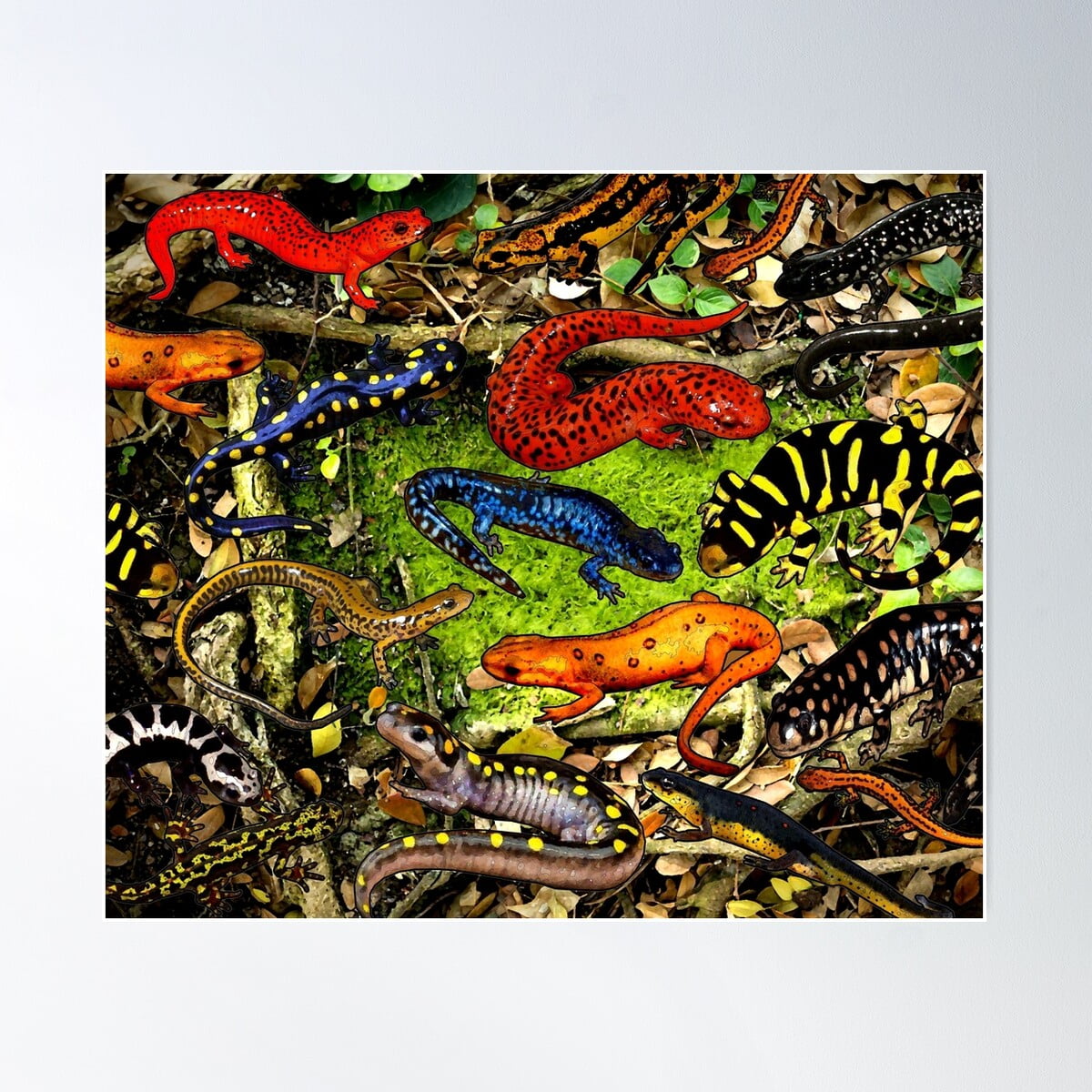Salamanders And Newts Poster Wall Art, Modern Wall Decor For Living ...