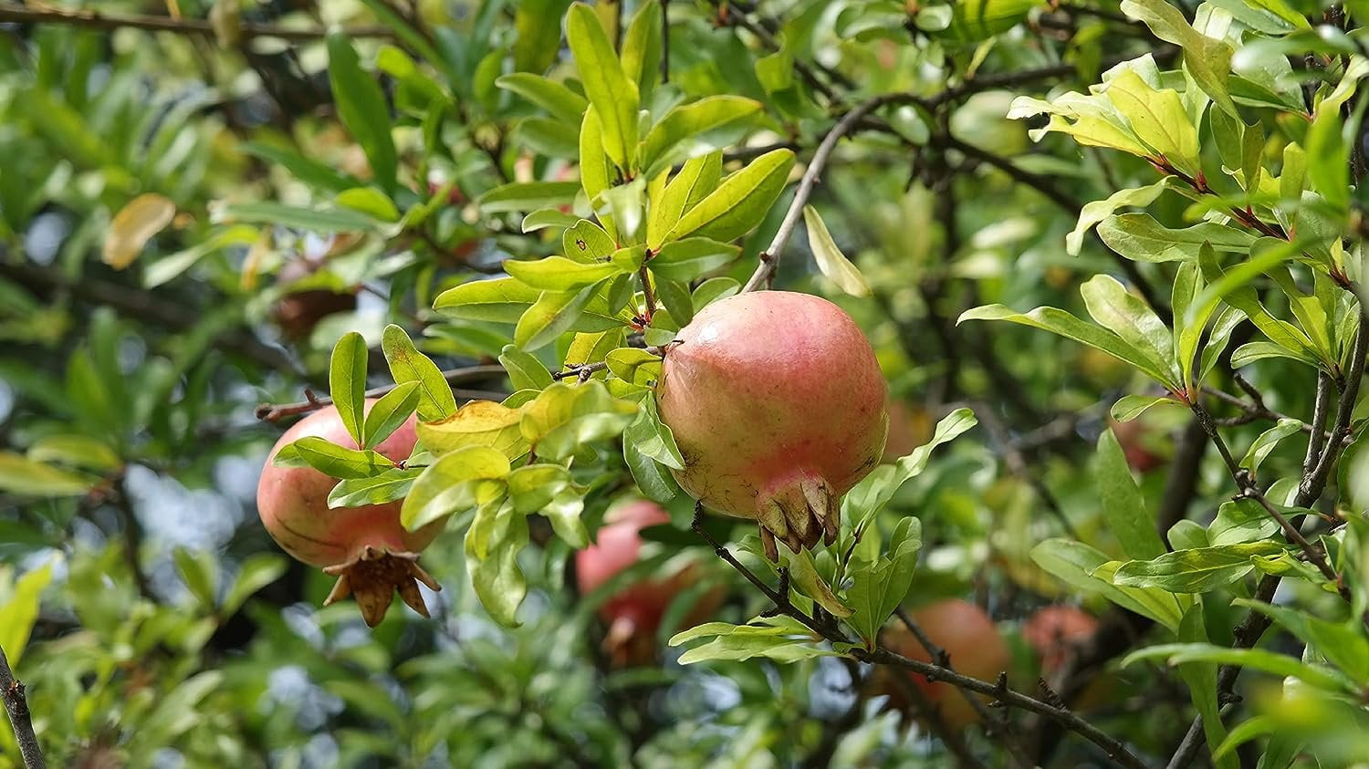 Salavatski Pomegranate Tree - Live Plant in a 2 Inch Growers Pot ...