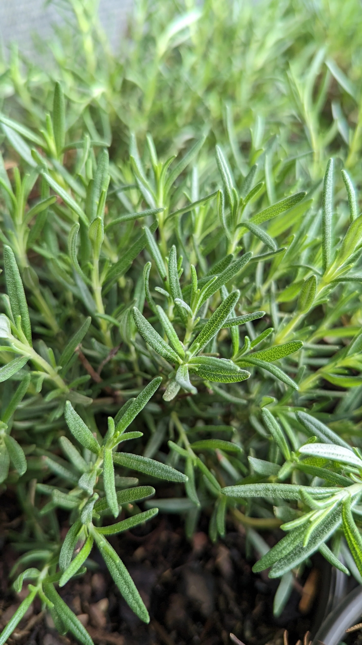 Upright Rosemary
