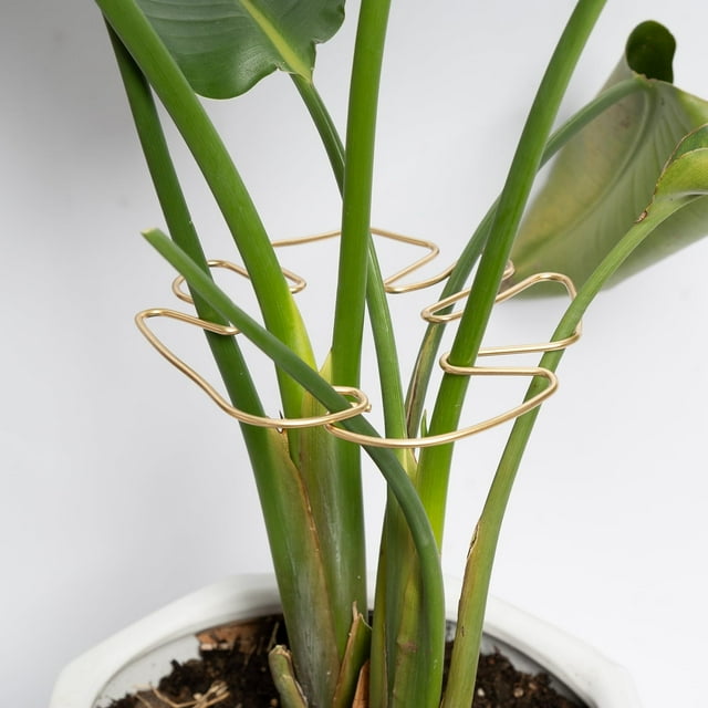Sales Clearance! Plant Stem Support - Durable Monstera Stabilizer ...