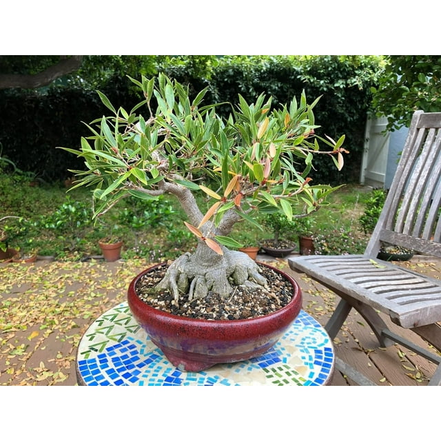 Salicifolia Ficus Tree - Wonderboom - 4 Live Starter Plants in 2 Inch ...