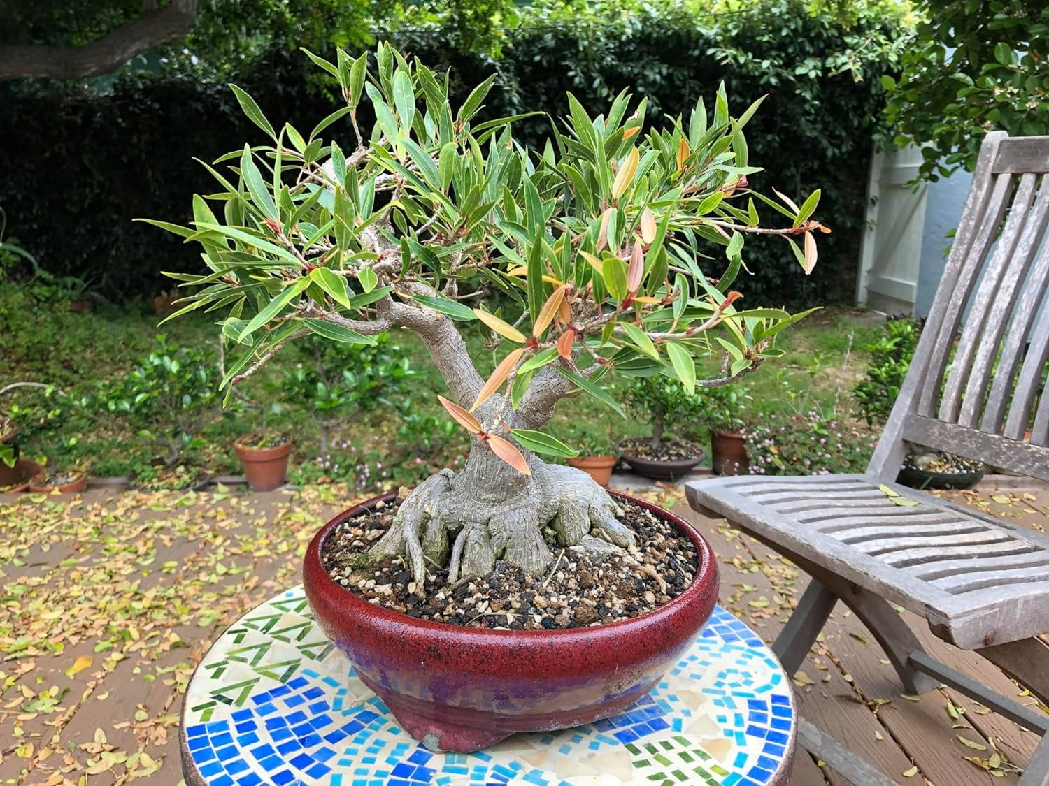Salicifolia Ficus Tree - Wonderboom - Live Starter Plant in a 2 Inch ...