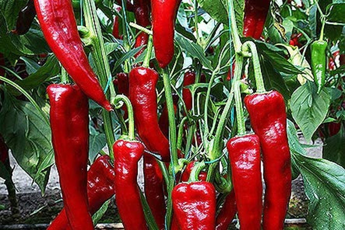 Salkim Biber Turkish Turkey Chile Hot Pepper Premium Seeds Packet ...