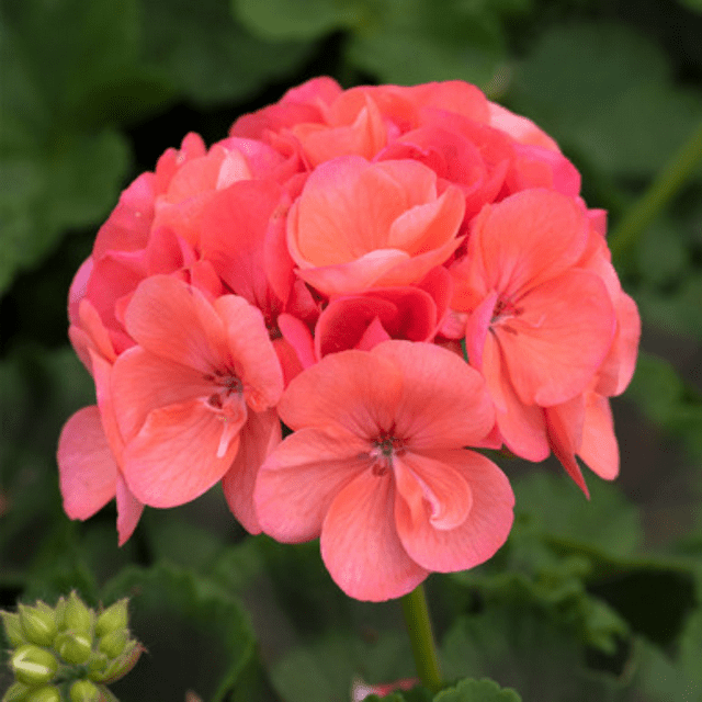Salmon Geranium Plant, 4 Inch Pot, Hardy Geranium Plants Live Outdoor ...