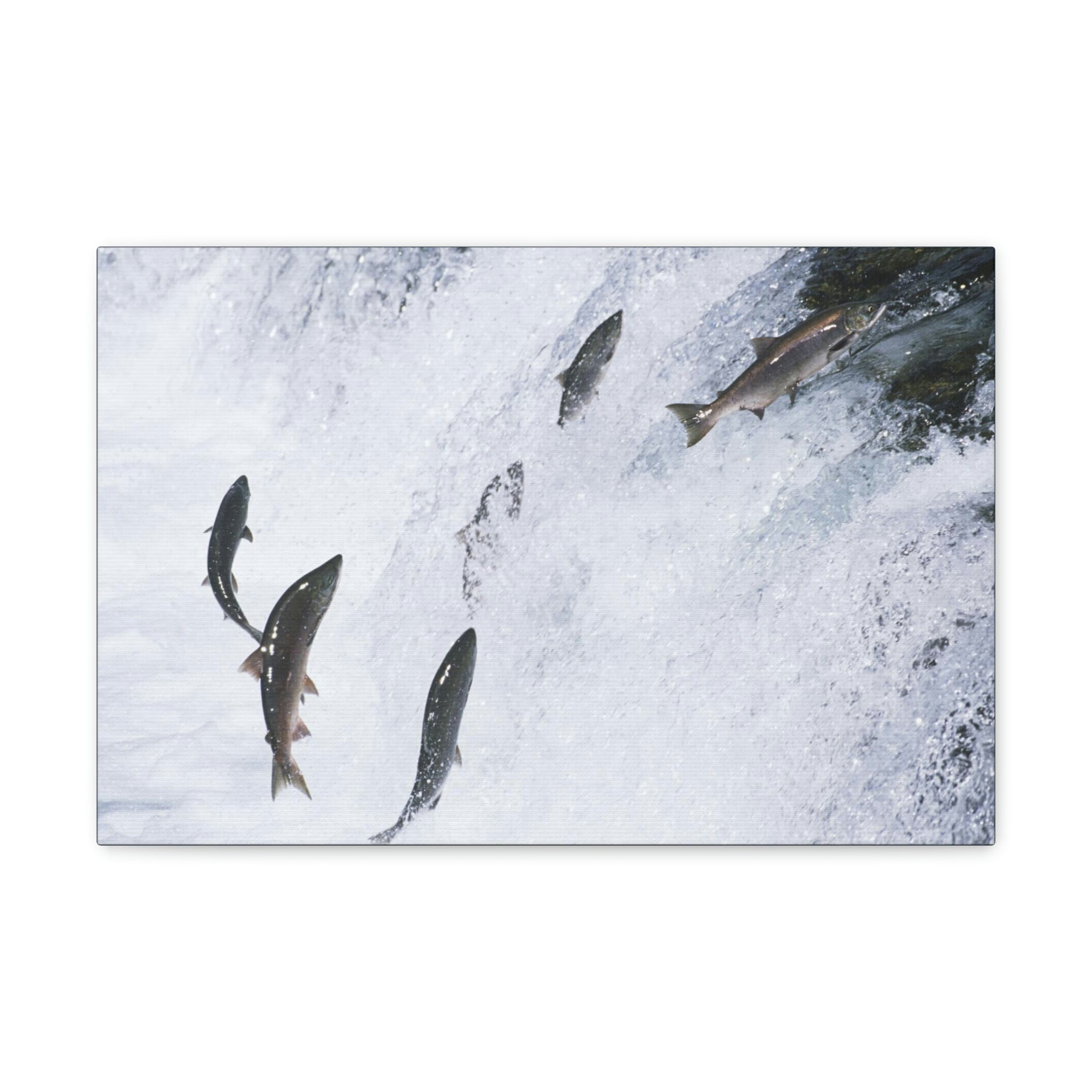 Salmon Group Salmon Troop Print Animal Wall Art Wildlife Canvas Prints ...
