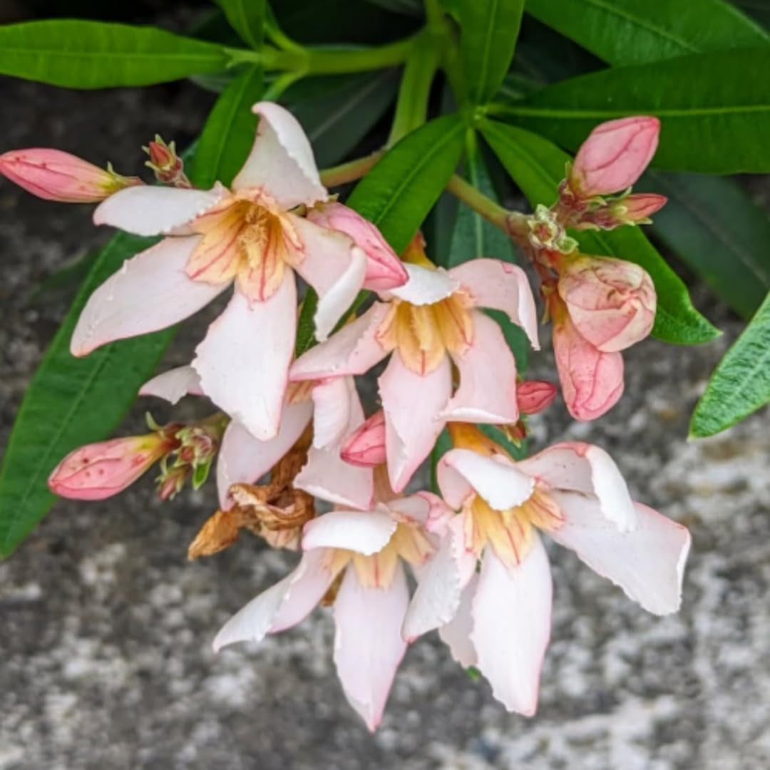 Salmon Oleander Plants Live, 2 Small Plants, Live Oleander Flower ...