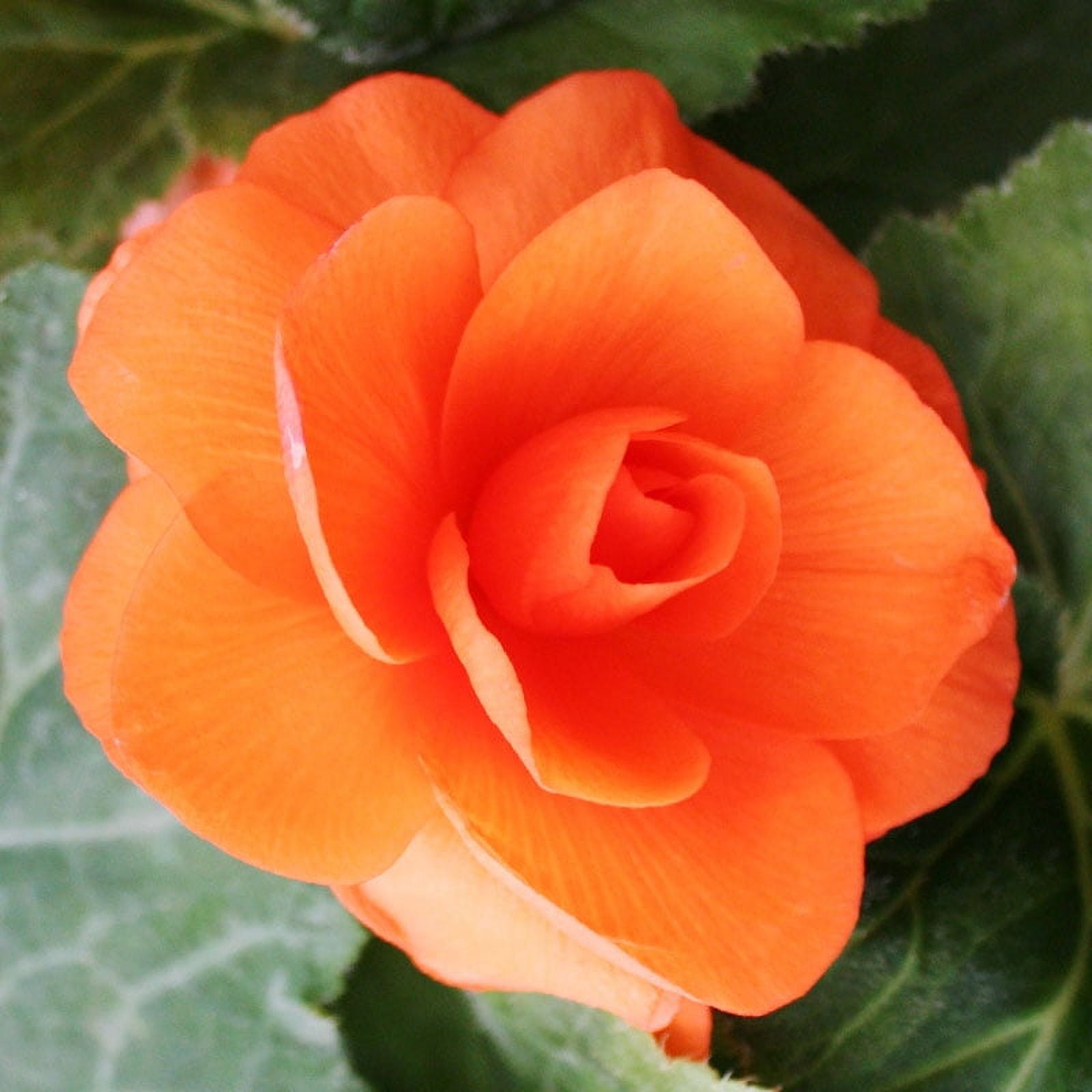 Salmon Roseform Begonia Flower Bulbs - 3 Tubers per Pack - Deer ...