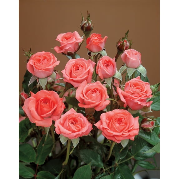 Salmon Sunblaze® Miniature Rose Bush - Hardy - 2.5" Pot - Walmart.com