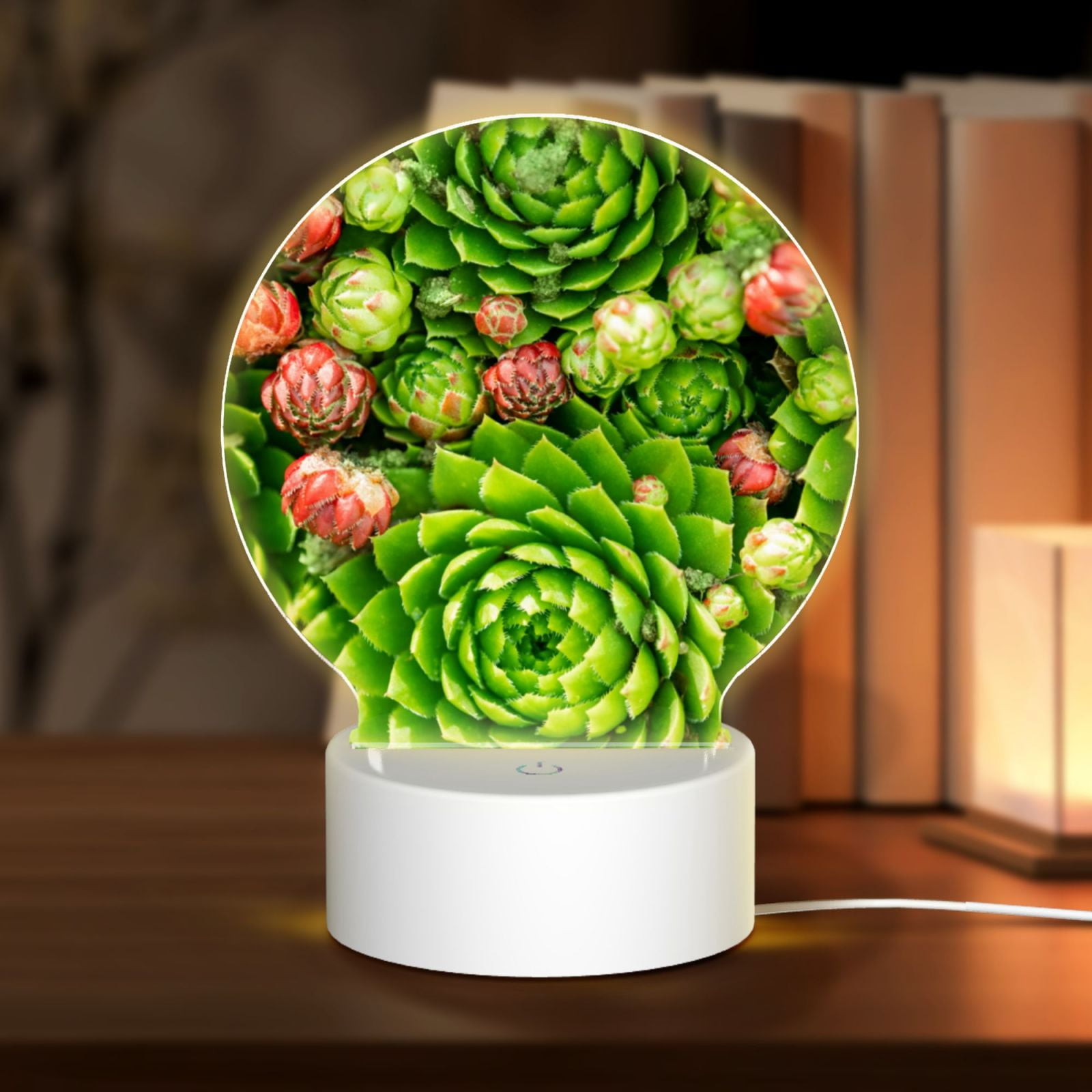 Salouo Cactus And Succulents for Round Acrylic Night Light - Acrylic ...