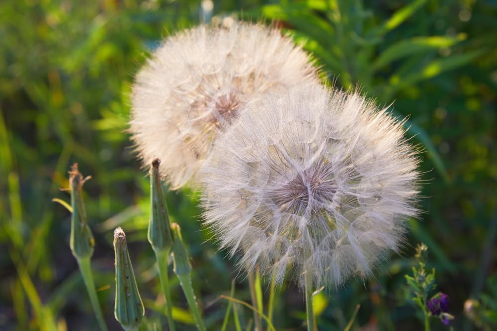 Salsify Seeds (100 Seeds) - Non-GMO Root Vegetable - White Salsify ...