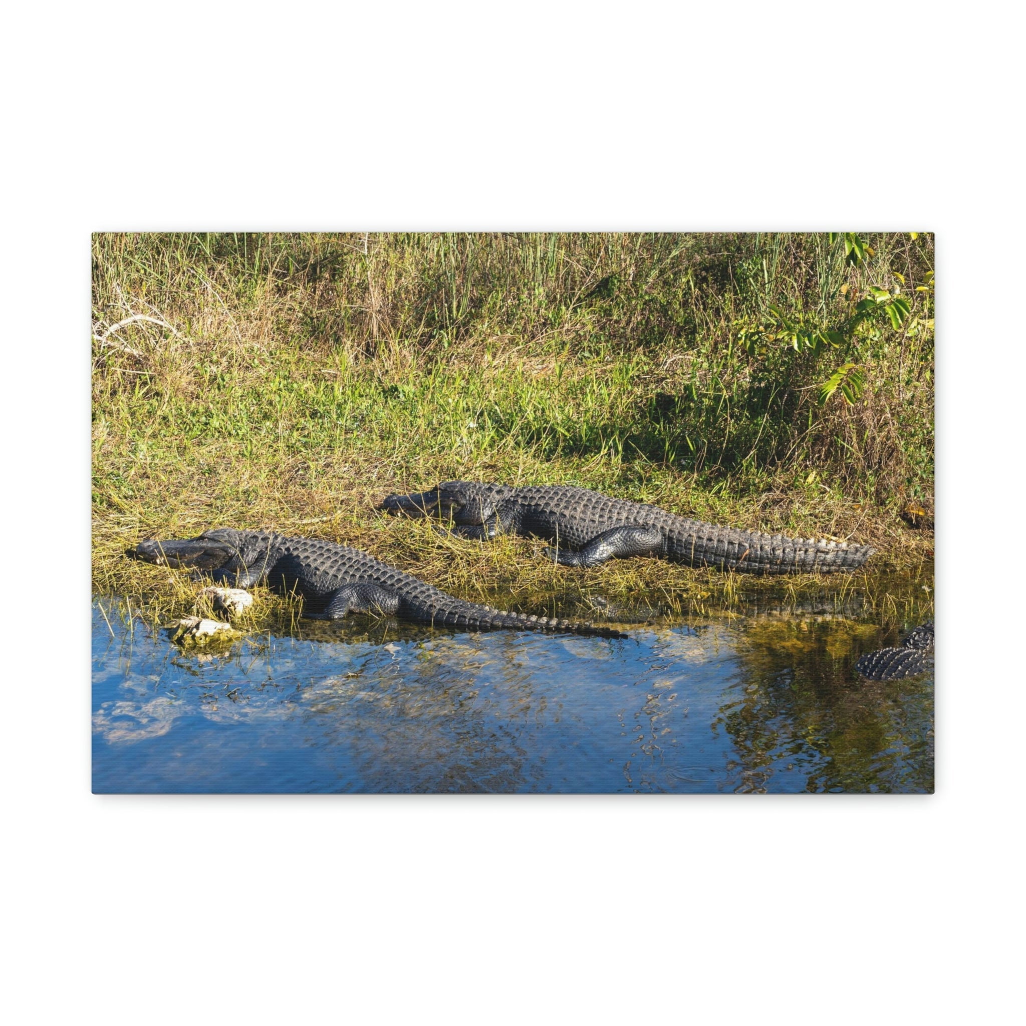 Salt Water Alligator Couple Salt Water Alligator Couple Print Animal ...