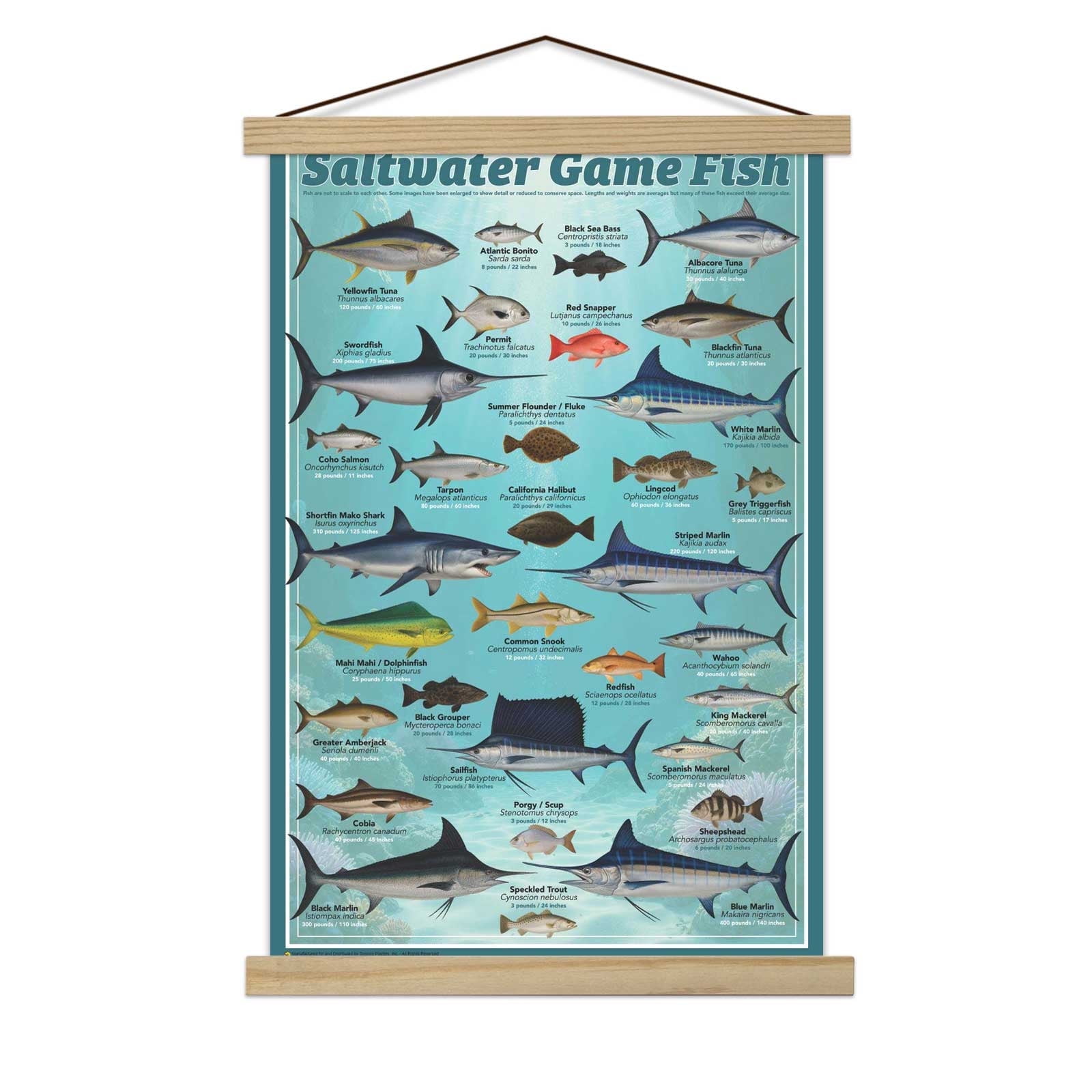 Saltwater Game Fish Mini Poster - 11" x 17" with Natural Wood Color ...