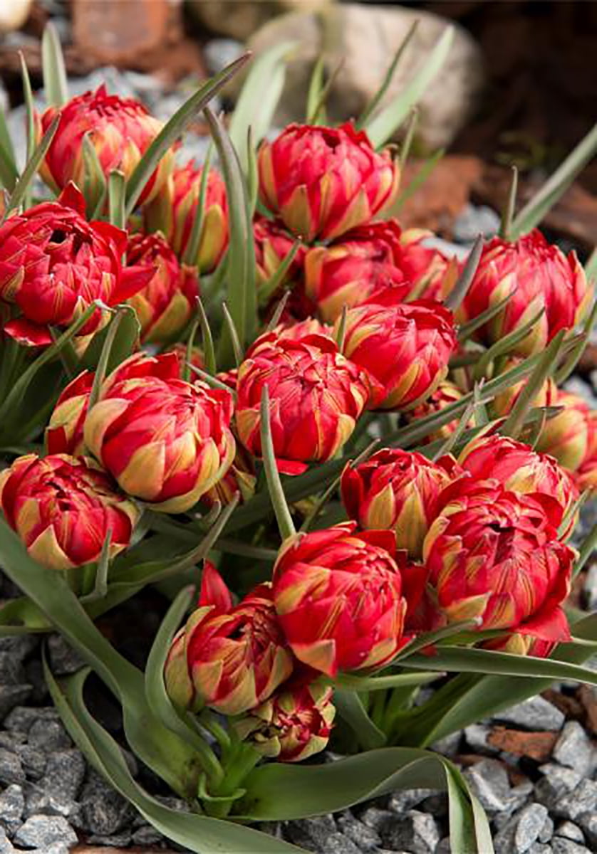 Samantha Species Tulip - 10 Bulbs - Multi-Flowering - 6/+cm Bulbs ...