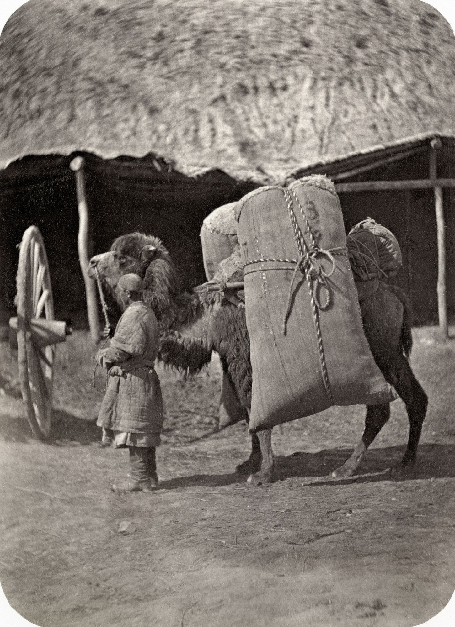 Samarkand Transport C1870. Na Camel Transporting Large Bundles In The ...