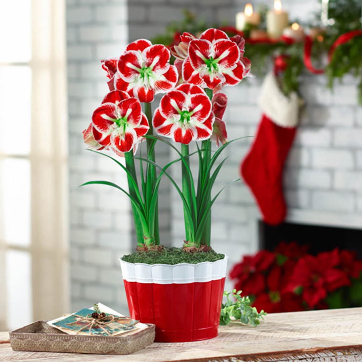 Samba Red Flowering Amaryllis Duo Bulb Gift Kit, Planted in a ...