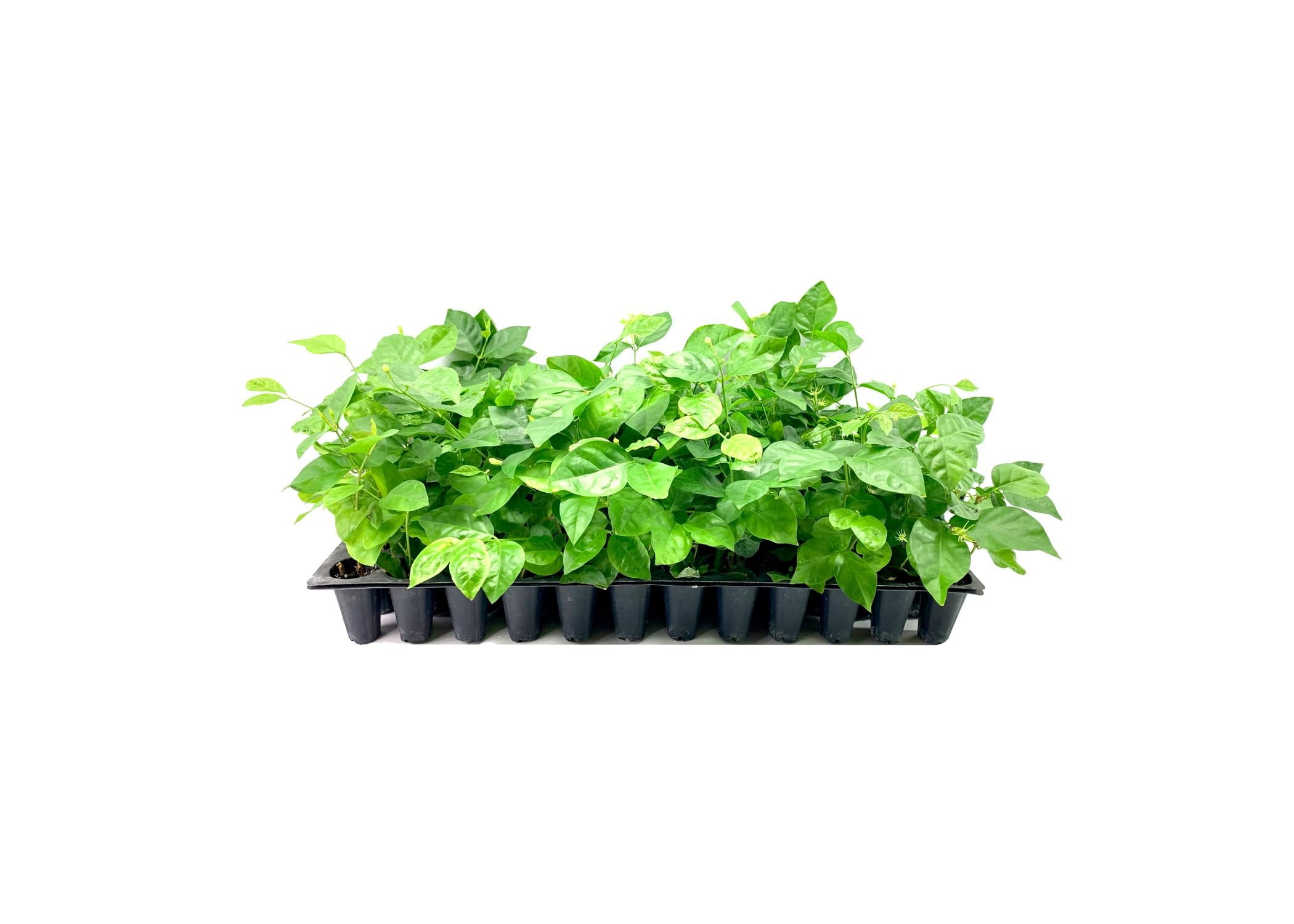 Florida Foliage Sambac Jasmine Plant, 3 Live Plants, Fragrant White ...