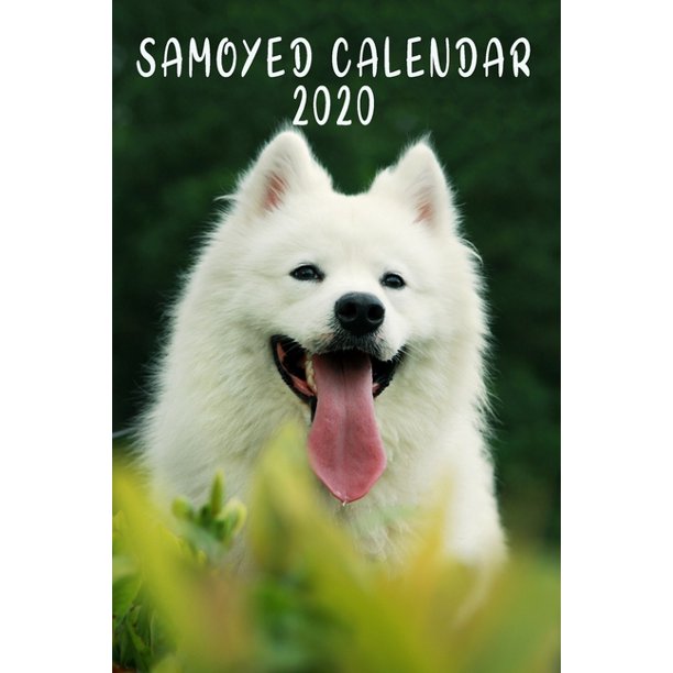 Samoyed Calendar 2020 : Calendars Gift 110 Pages 6x9 Soft Cover Matte ...