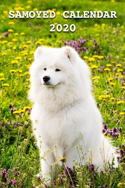 Samoyed Calendar 2020 : Calendars Gift 110 Pages 6x9 Soft Cover Matte ...