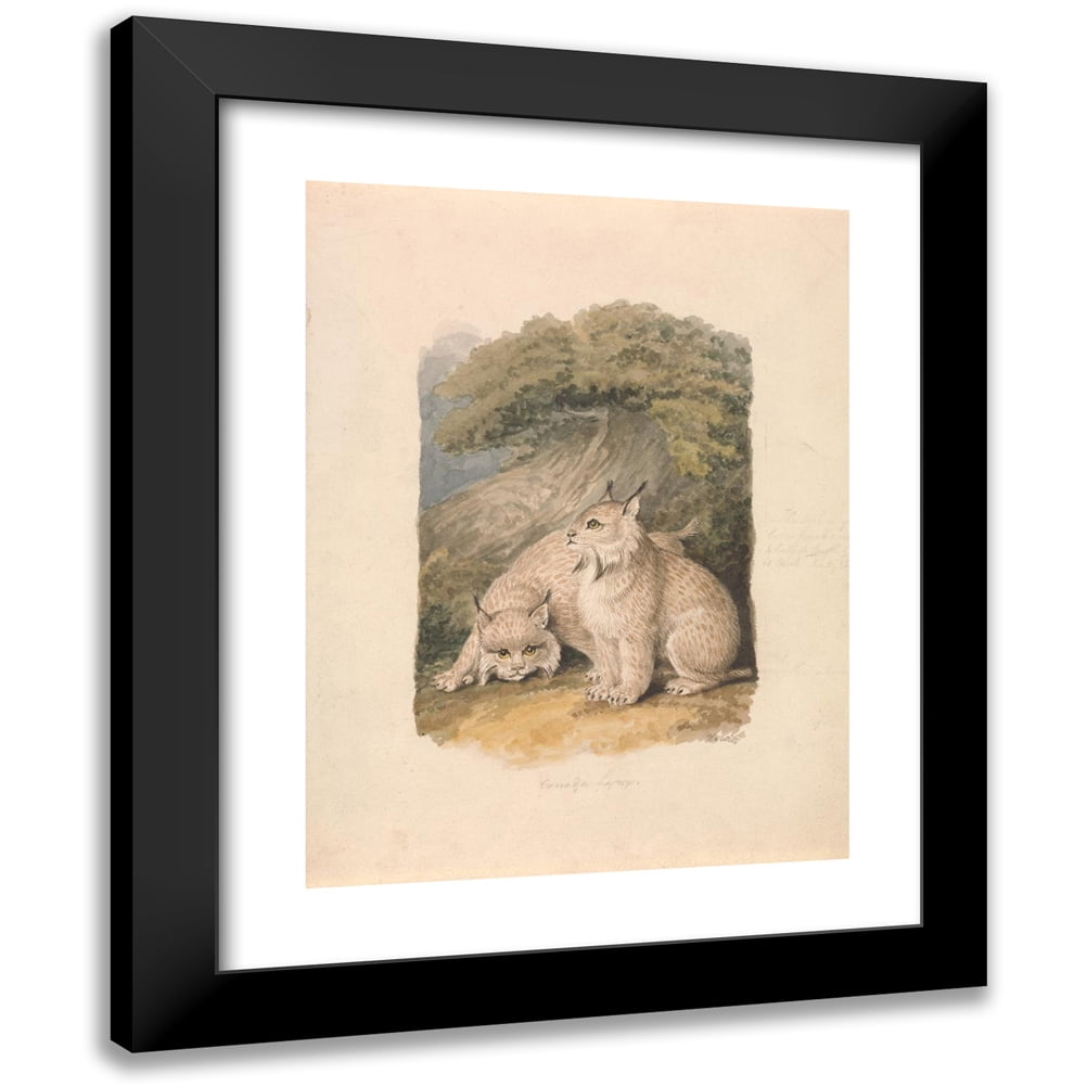 Samuel Howitt 15x18 Black Modern Framed Museum Art Print Titled - The Canada Lynx from the Life ...