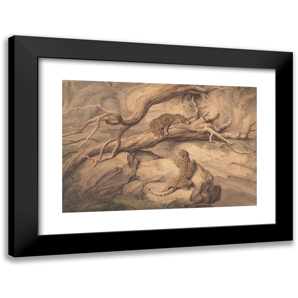 Samuel Howitt 18x14 Black Modern Framed Museum Art Print Titled - Leopards at Play Among Fallen ...