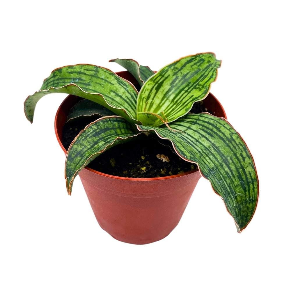 Samurai Dwarf 4 inch Sansevieria Kirkii Cleopatra Silver Blue, Very ...