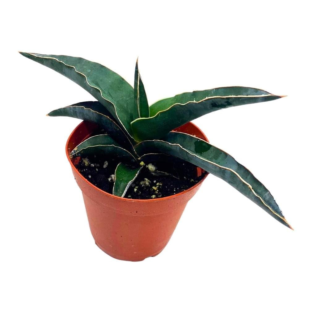 Samurai Dwarf 4 inch Sansevieria Robusta Blue, Narrow Crinkle Exotic ...