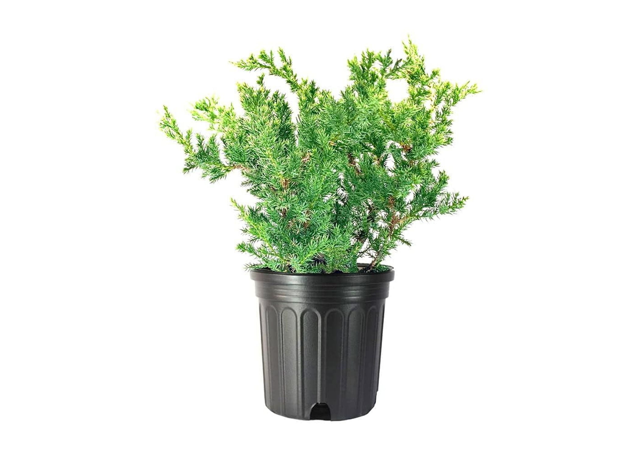 San Jose Juniper | 1 Large Gallon Size Plant | Juniperus Chinensis ...