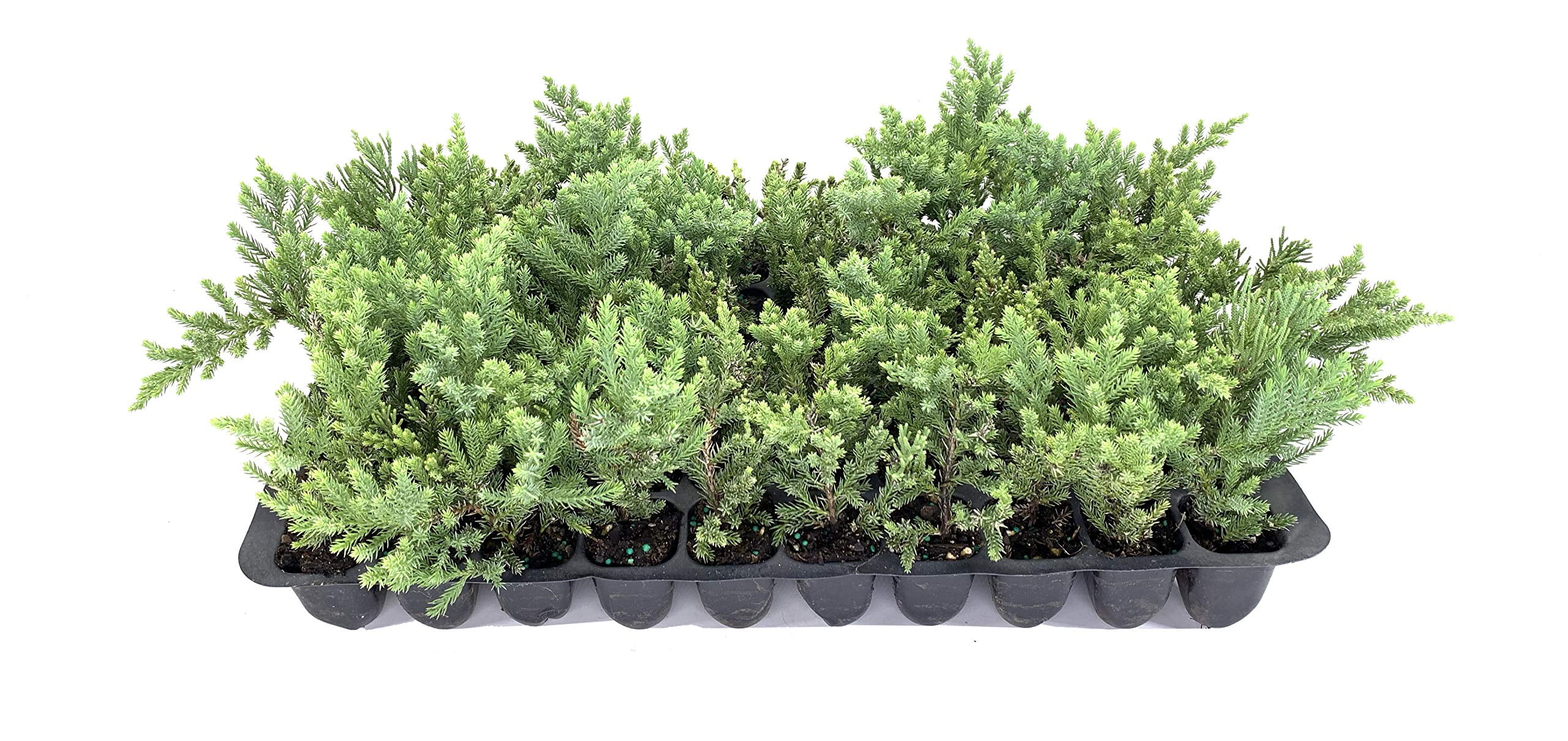 San Jose Juniper | 40 Live Plants | Juniperus Chinensis | Evergreen ...