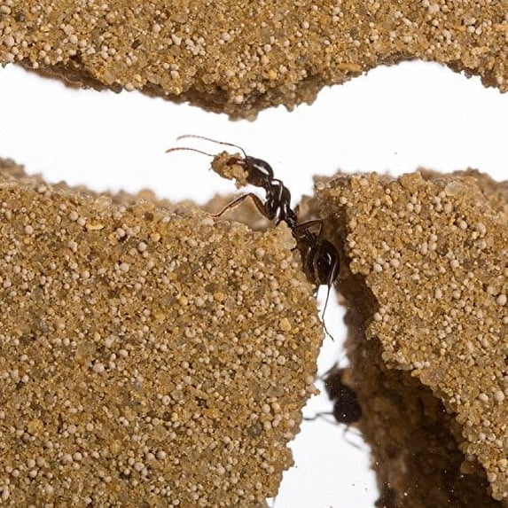 Sand Ant Farm Medium (Anthill, Formicarium, Educational, Ants ...