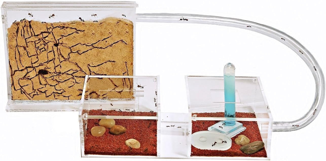 Sand Ant Farm Mini - Formicarium - Walmart.com