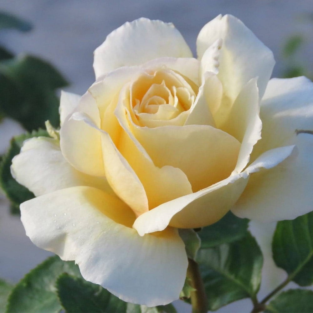 Sand Castle Hybrid Tea by Heirloom Roses - Live Yellow Rose Bush ...