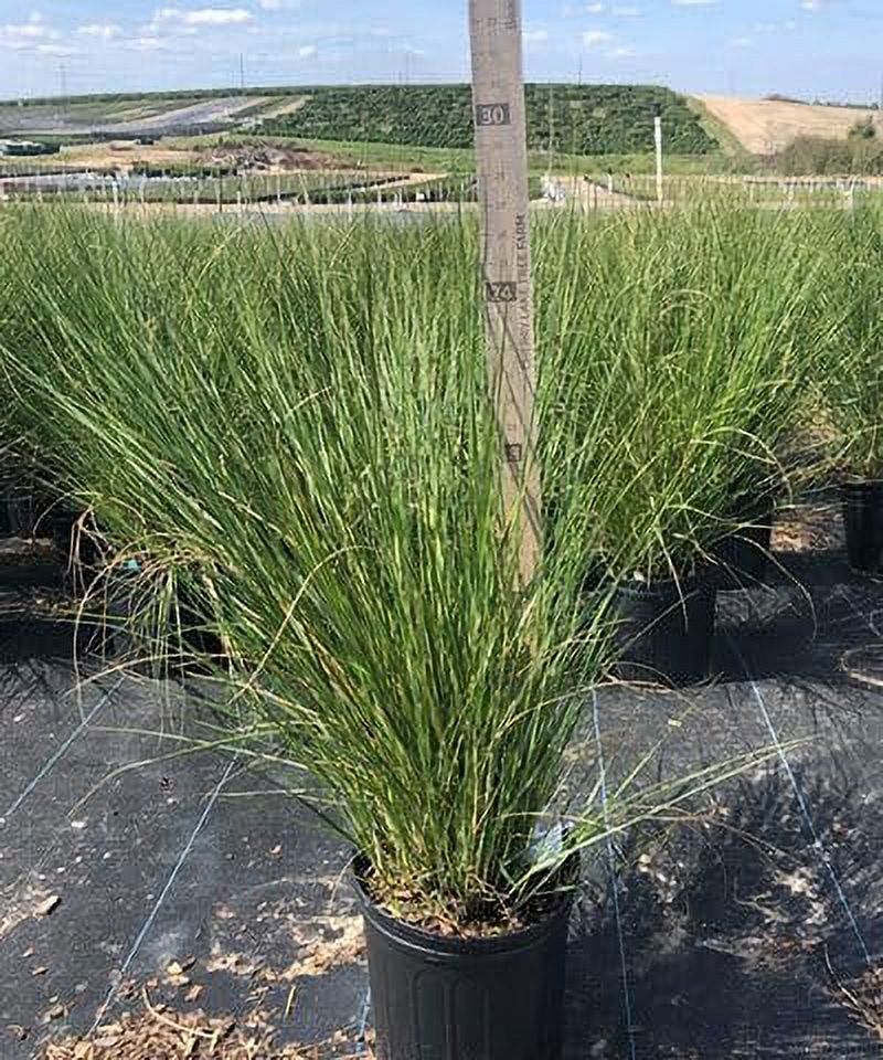 Sand Cord Grass 1 Extra Large 3 Gallon Plants Spartina pectinata Lush ...