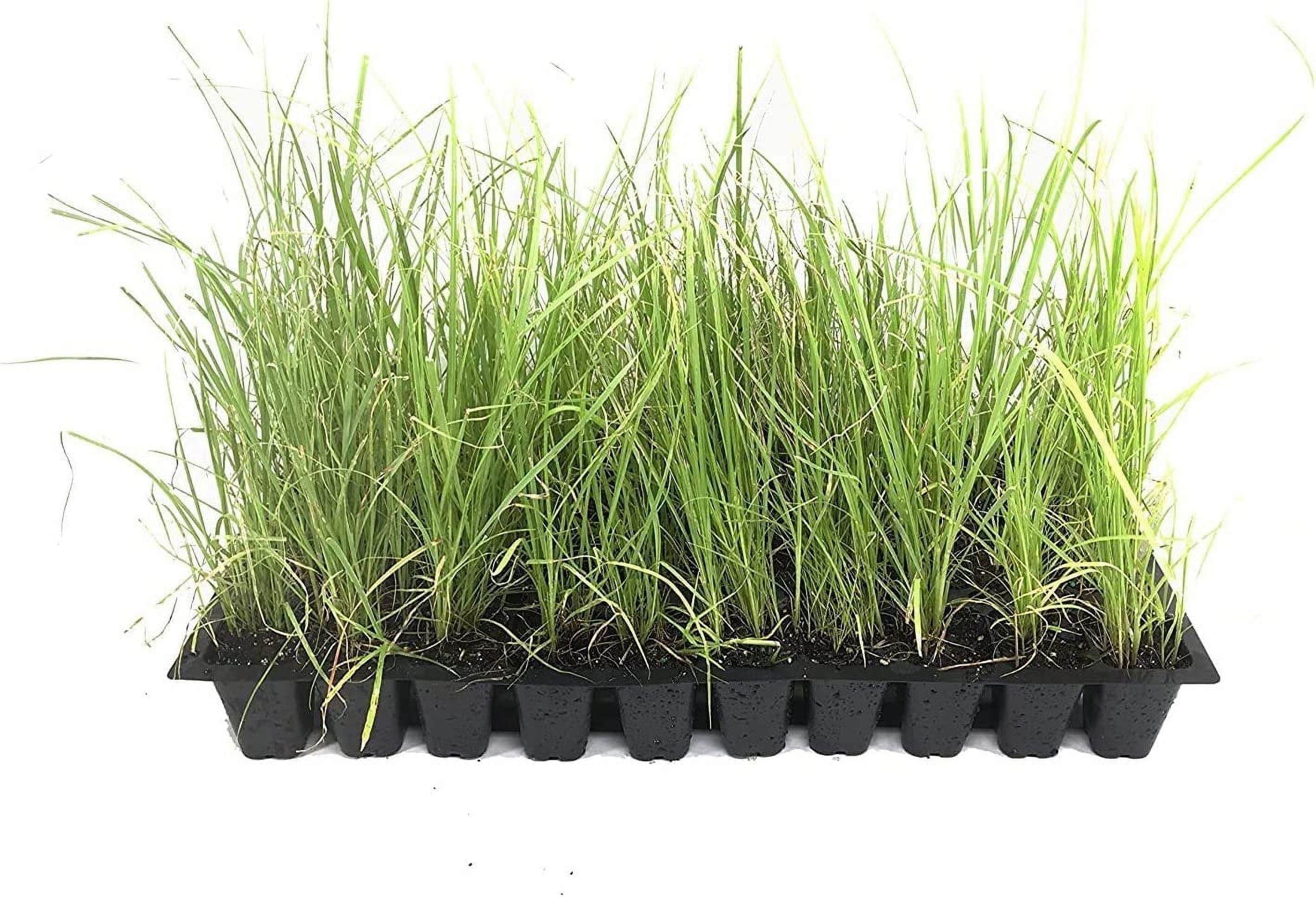 Sand Cord Grass 10 Live Plants Spartina Bakeri Drought Tolerant Low ...