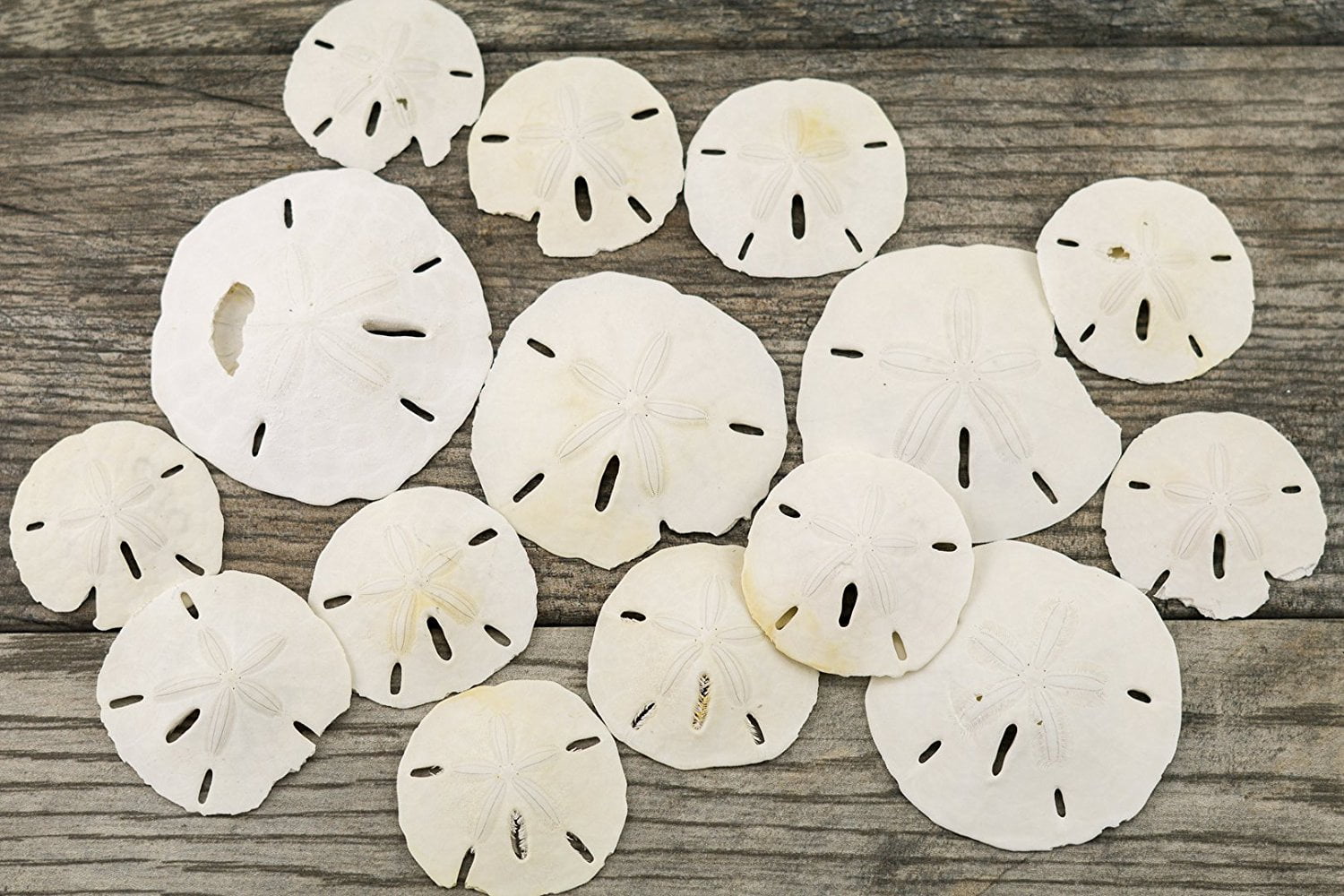 Bulk Set of 15 Imperfect Sand Dollars 2" - 3 1/4" | Ultimate Craft and ...