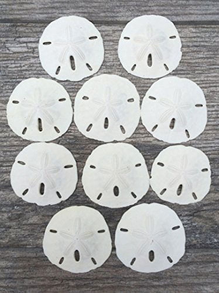 Nautical Crush Trading Florida Sand Dollars 3"-3 1/2" Set of 10 | Real ...