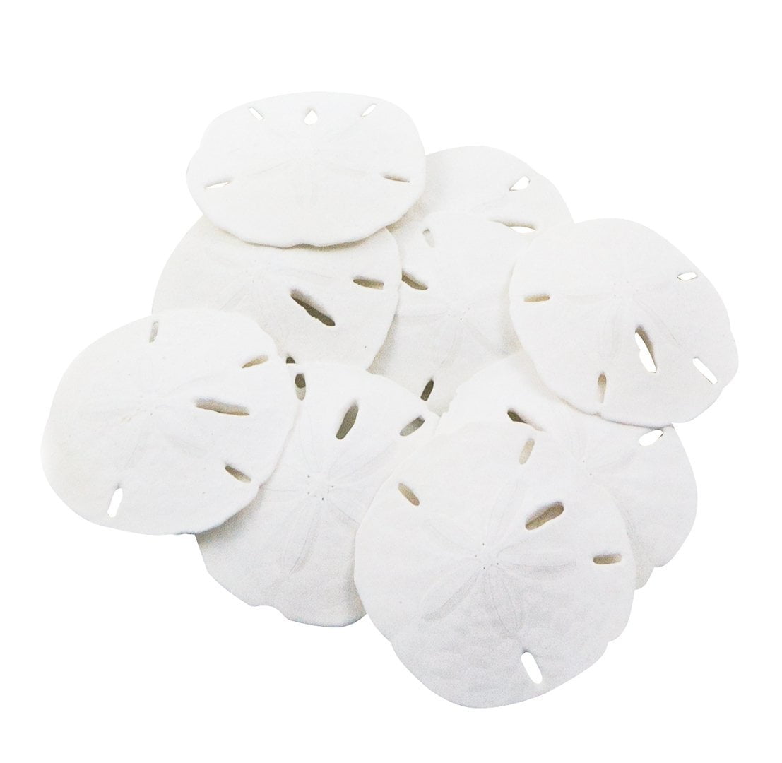 Sand Dollar | Real Sand Dollars 3"-3 1/2" (Set of 9) - Walmart.com