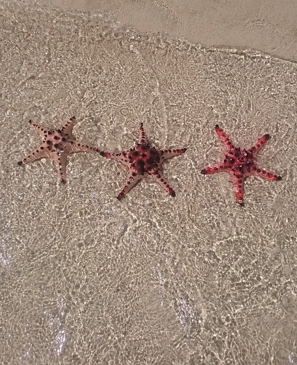 Sand Sea Star Summer Sea Star Beach Ocean Nature-20 Inch By 30 Inch ...