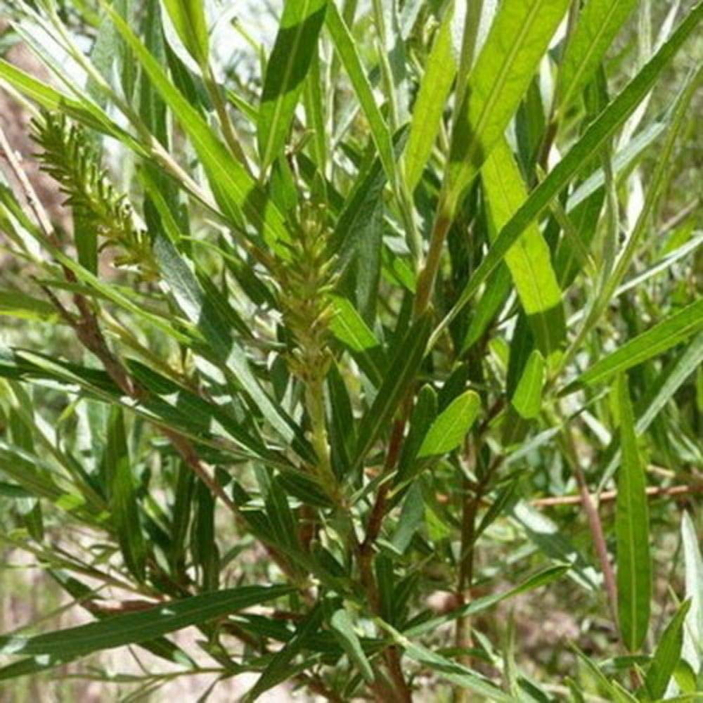 Owzoneplant Sandbar Willow Salix Exigua Coyote Willow Live Plant ...