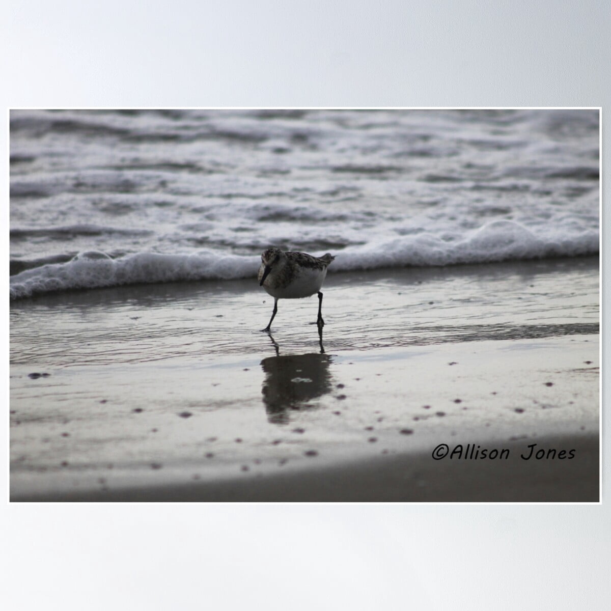 Sanderling At The Shore Poster Wall Art, Modern Wall Decor For Living ...